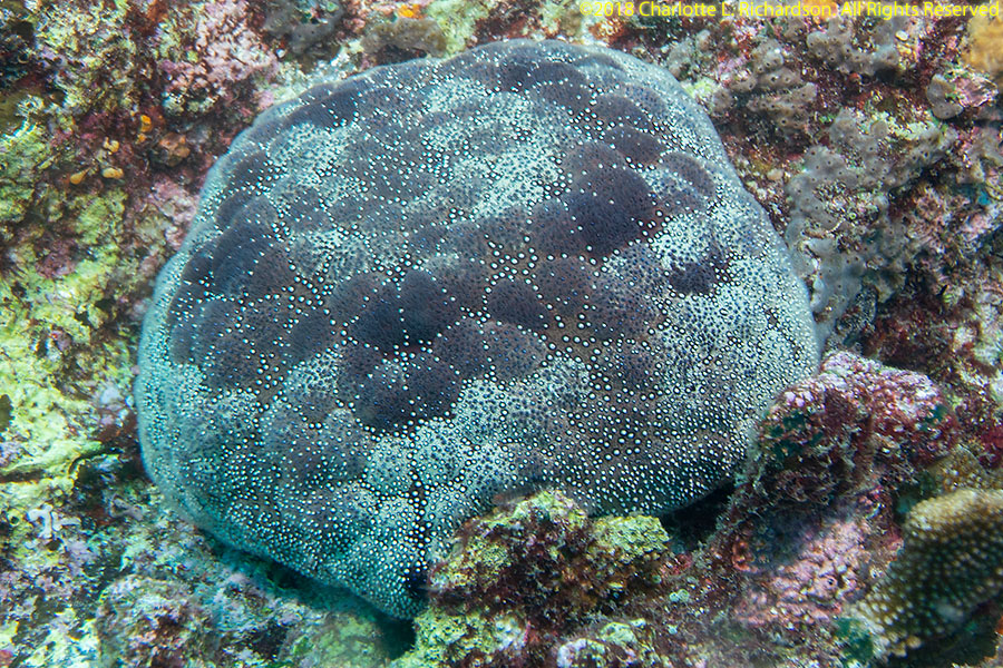 Indonesia photo gallery: Komodo