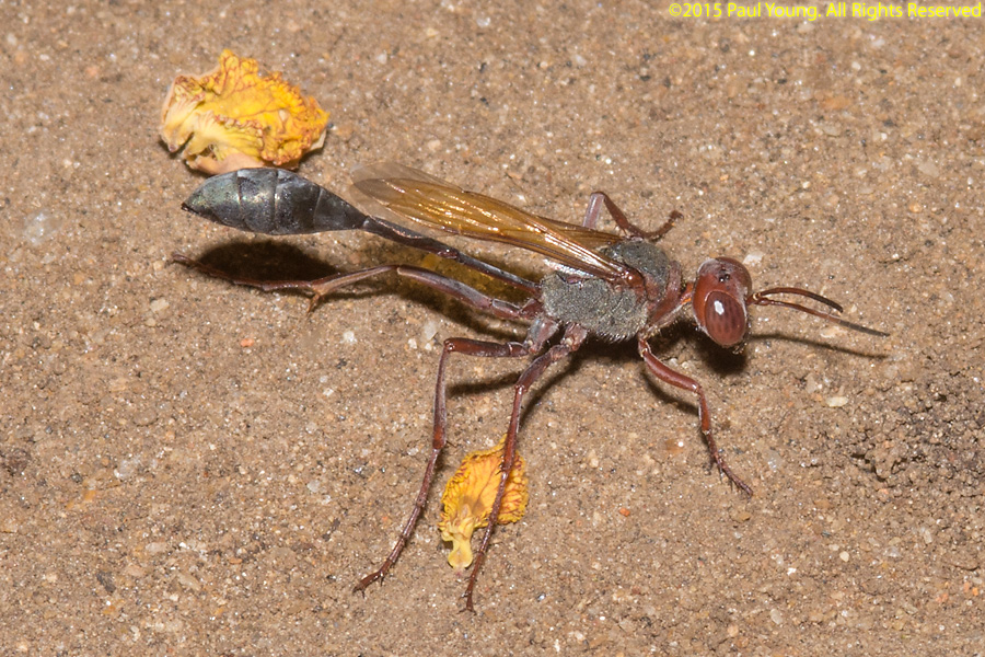 Madagascar Photo Gallery