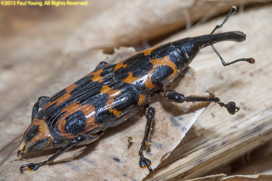 Madagascar Photo Gallery